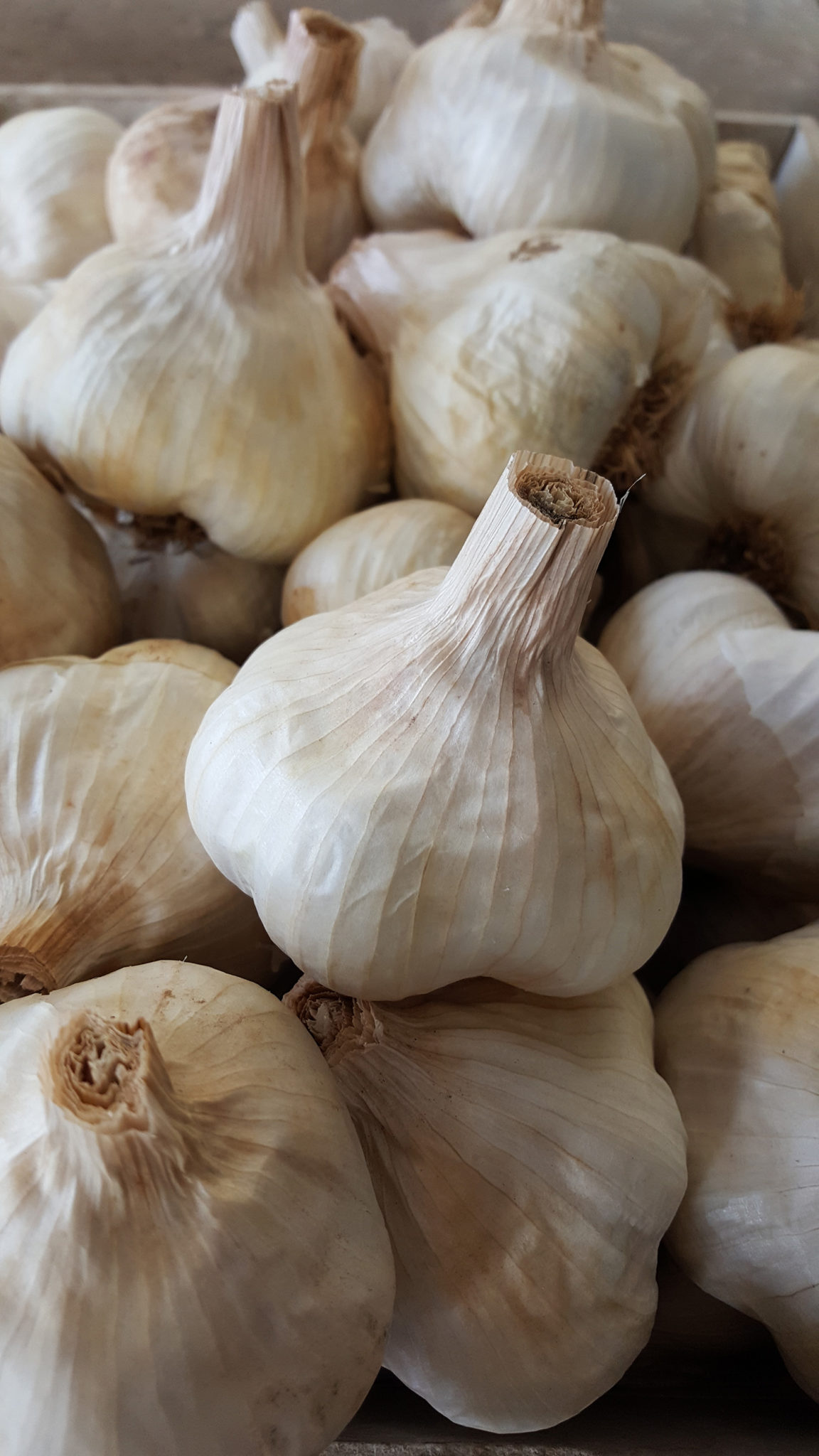 Ail - Au Potager de Bécheret