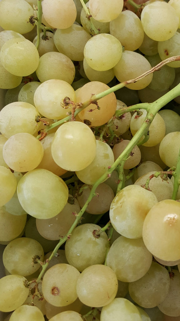 Raisin Blanc 1kg - Au Potager de Bécheret