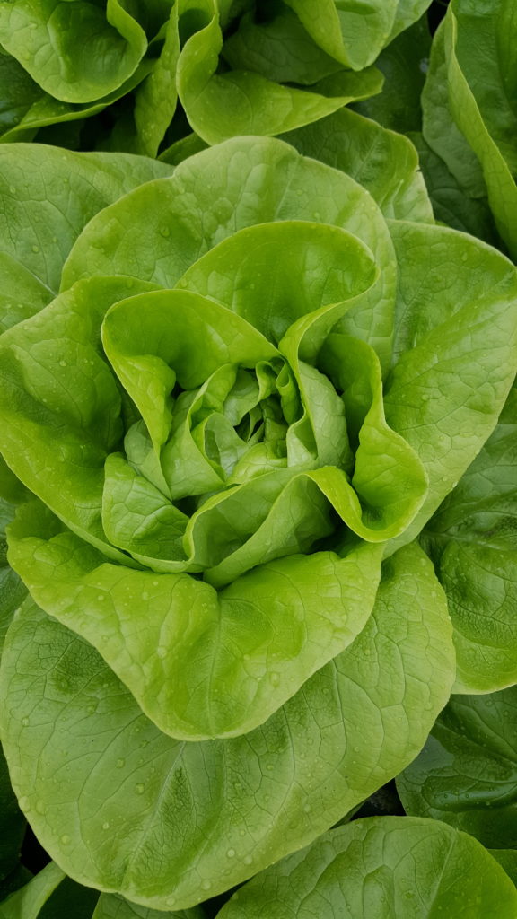 Salade Laitue - Au Potager de Bécheret