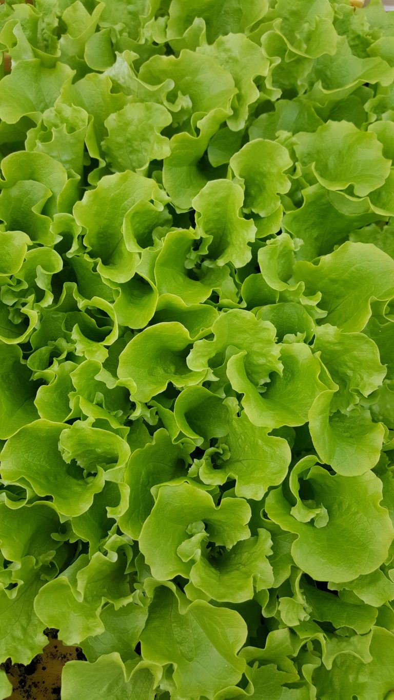 Plants de Batavia x10 - Au Potager de Bécheret