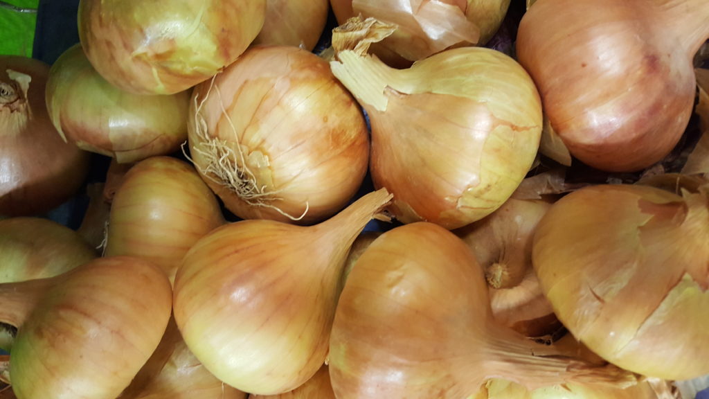 oignons jaunes - Au Potager de Bécheret