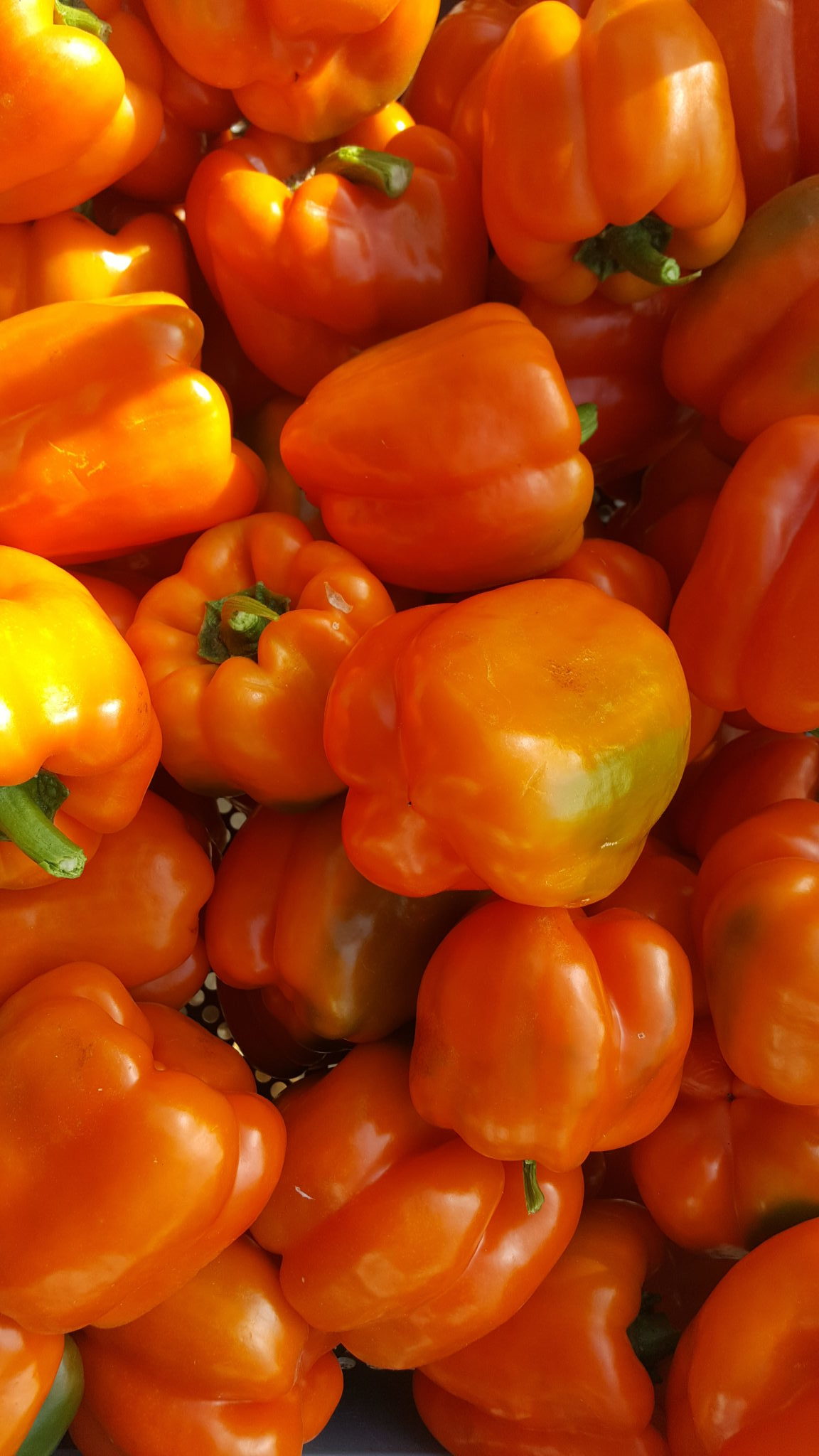 Poivron jaune - Au Potager de Bécheret