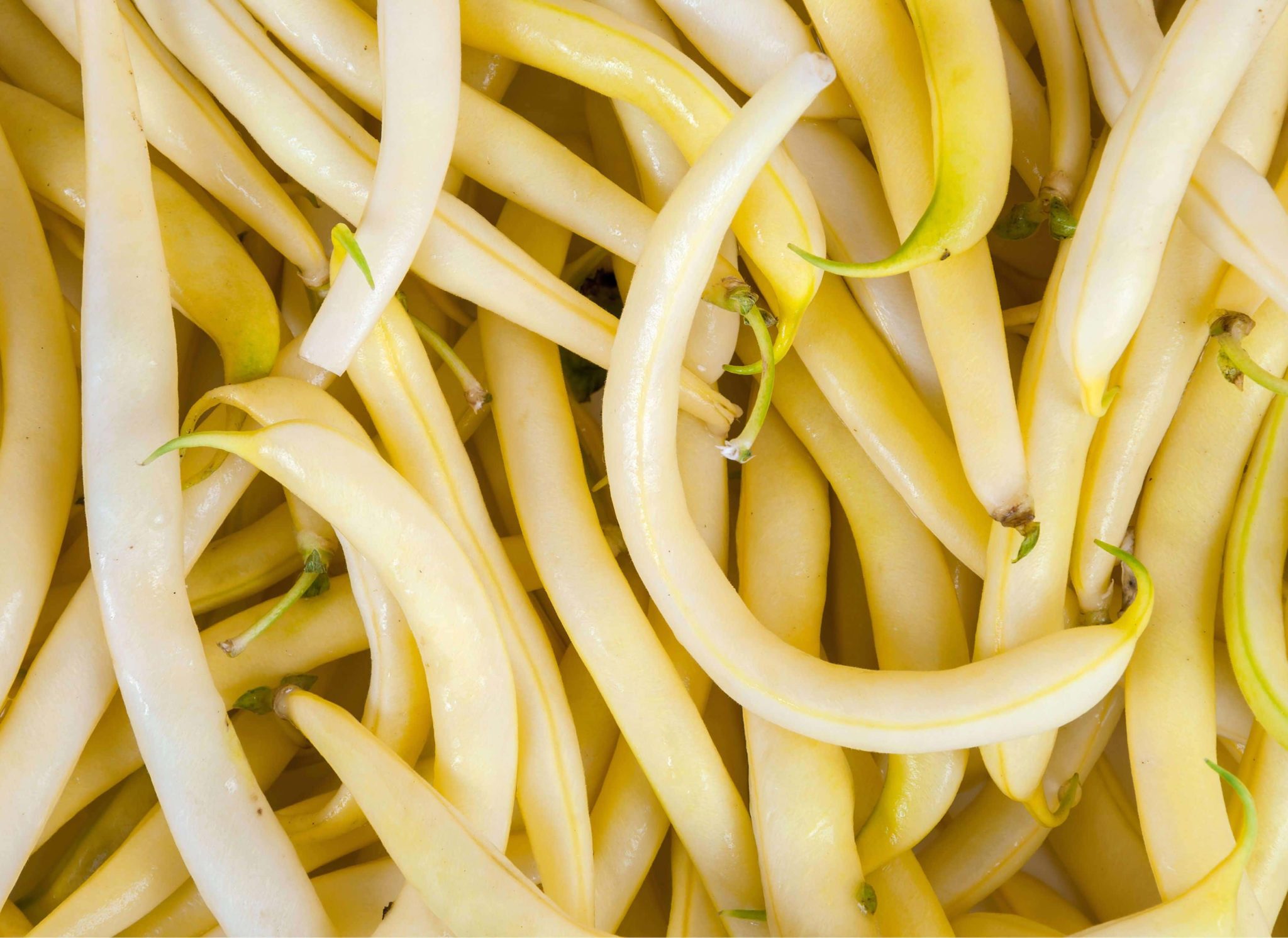 Haricots Beurres - Au Potager de Bécheret