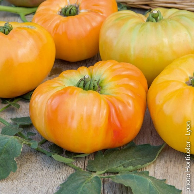 Tomate Ananas - Au Potager de Bécheret