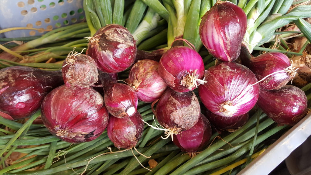 Oignon rouge nouveau botte - Au Potager de Bécheret